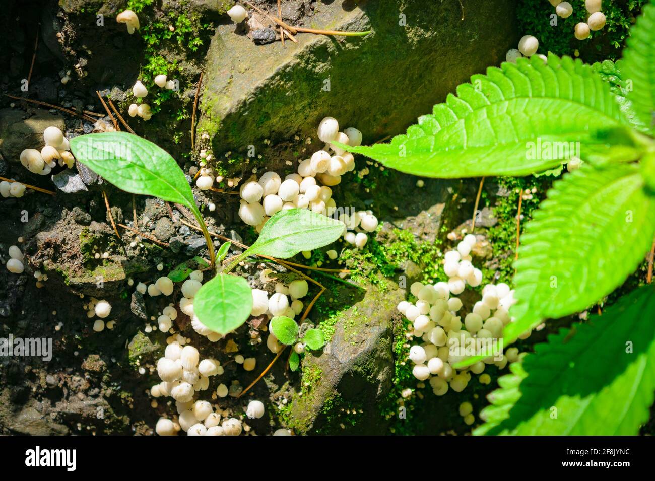 Coprinellus disseminatusalso known as fairy inkcap or trooping crumble ...