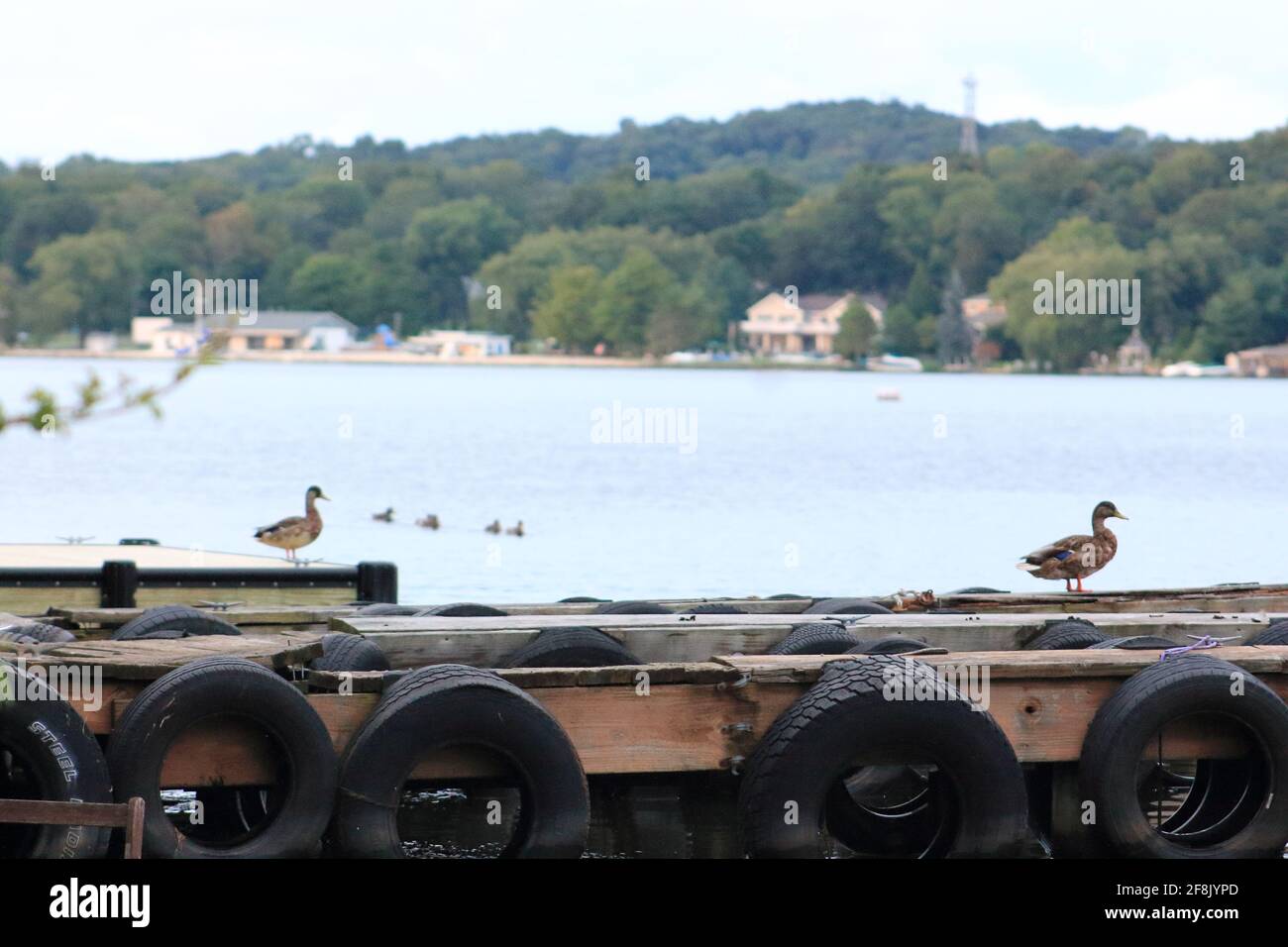 Ducks on the dock Stock Photo - Alamy