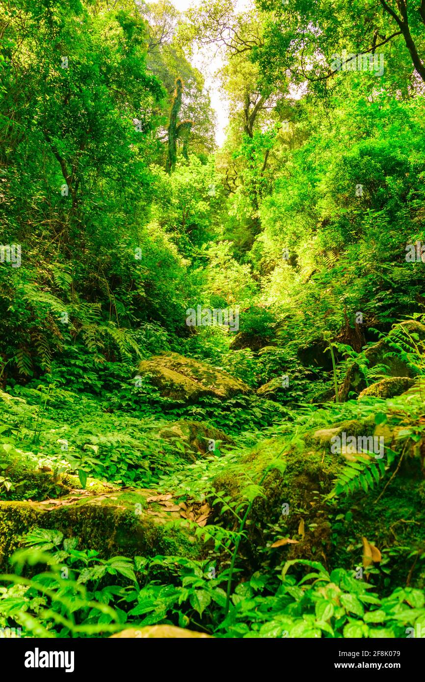 View of Evergreen tropical rainforest where trees covered with moss in ...