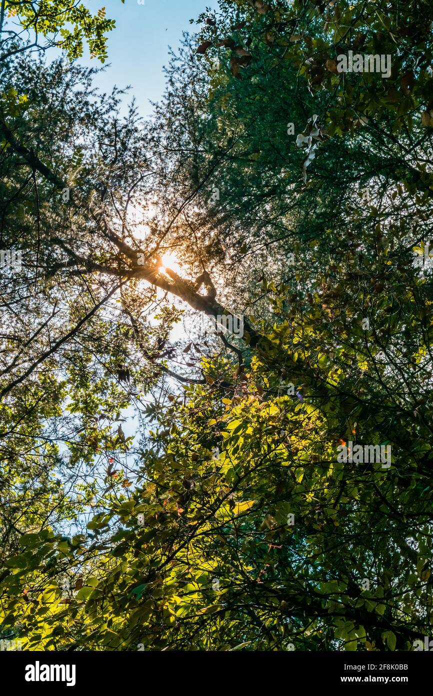 Spring Summer Sun Shining Through Canopy Of Tall Trees. Sunlight In ...