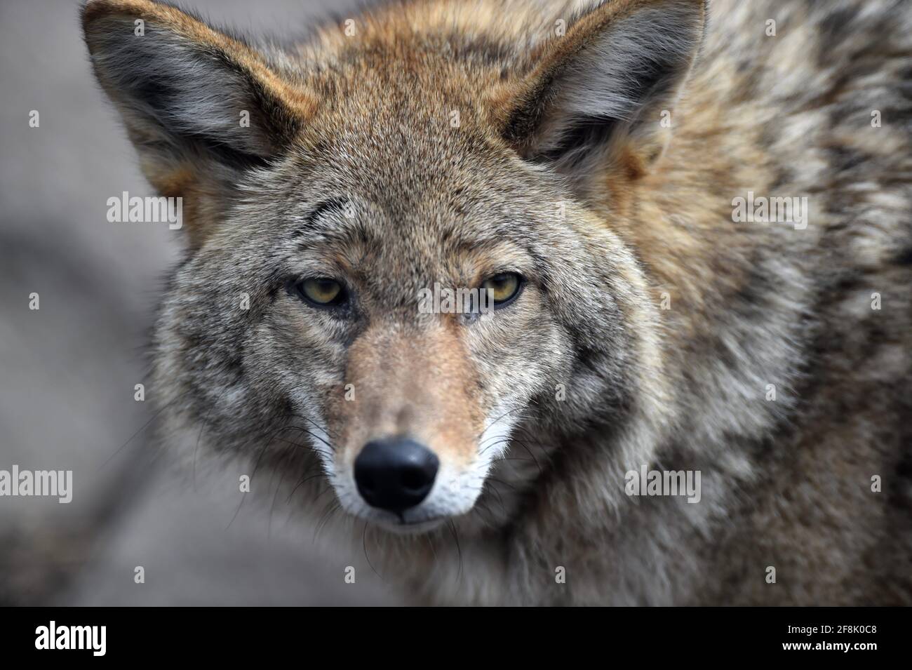 Wheaton, Illinois, USA. A gray wolf (Canis lupis) also known as the ...