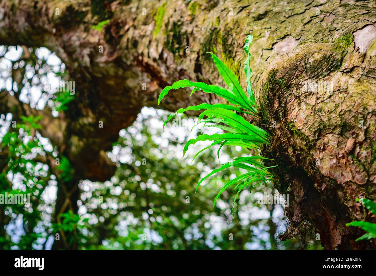 A fern is a member of a group of vascular plants that reproduce via ...