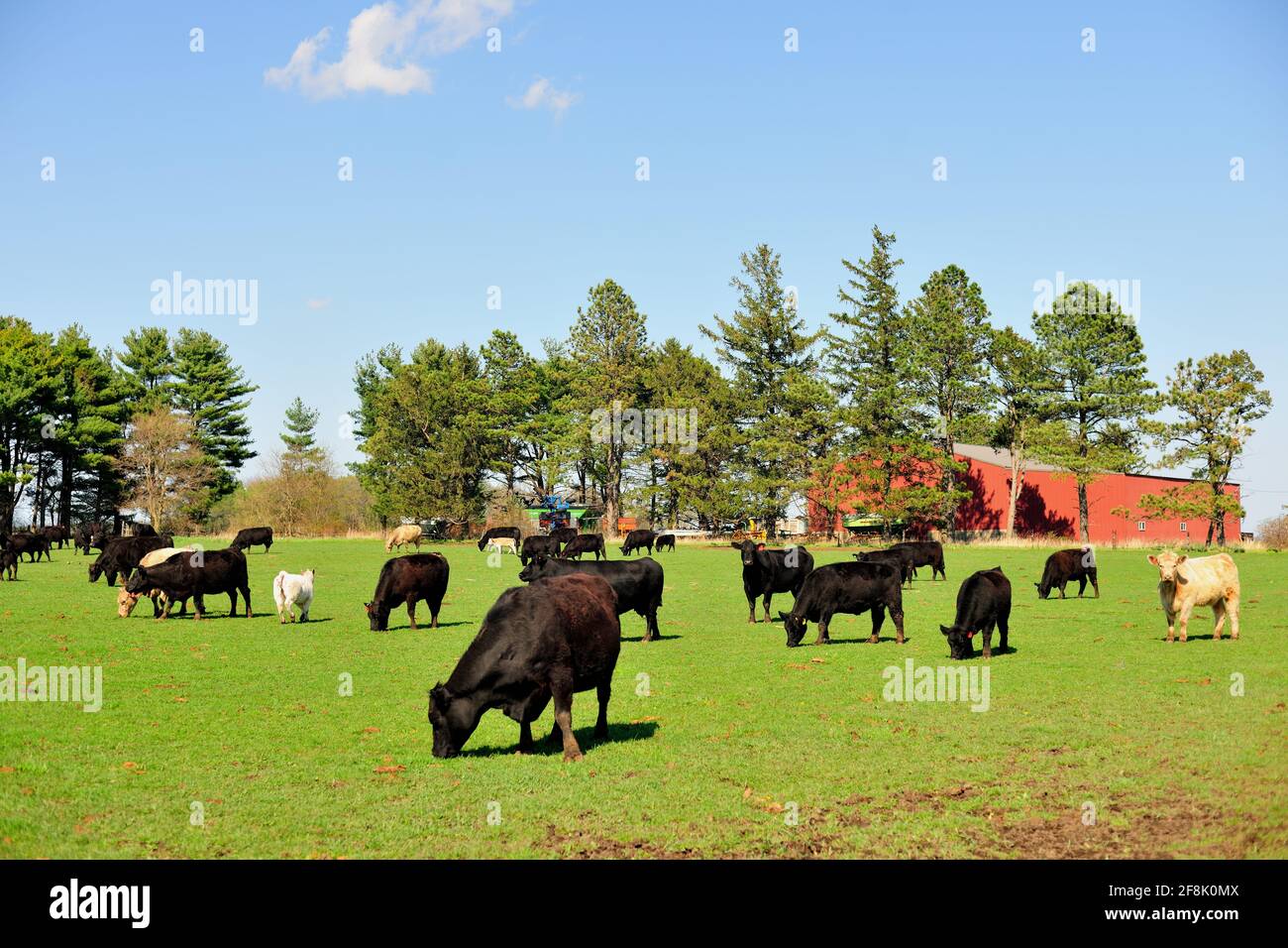Cows animals hi-res stock photography and images - Alamy