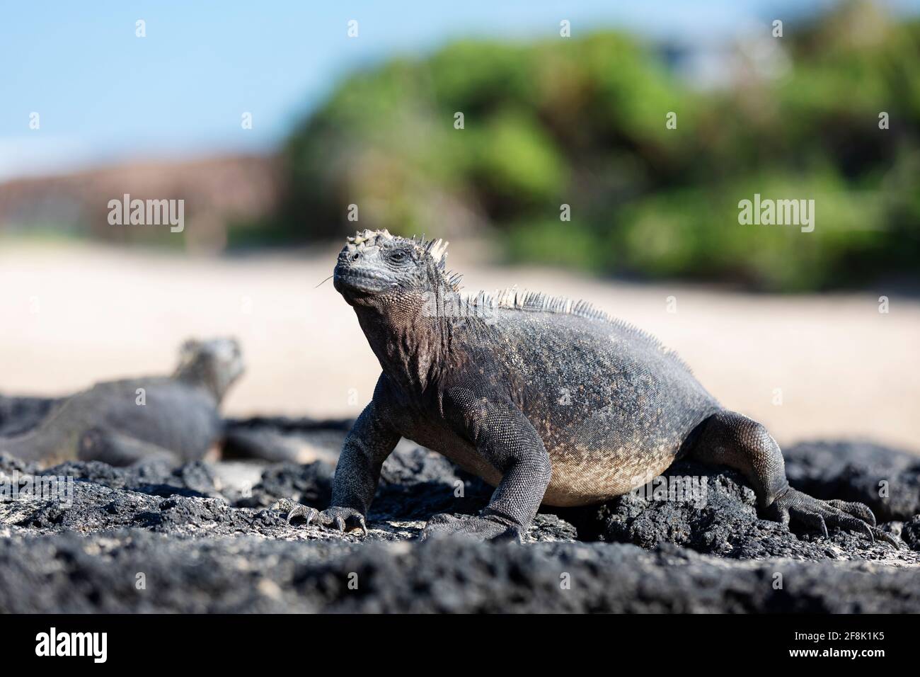 Galapagos marine iguana. One of the endemit on islands. It looks like ...