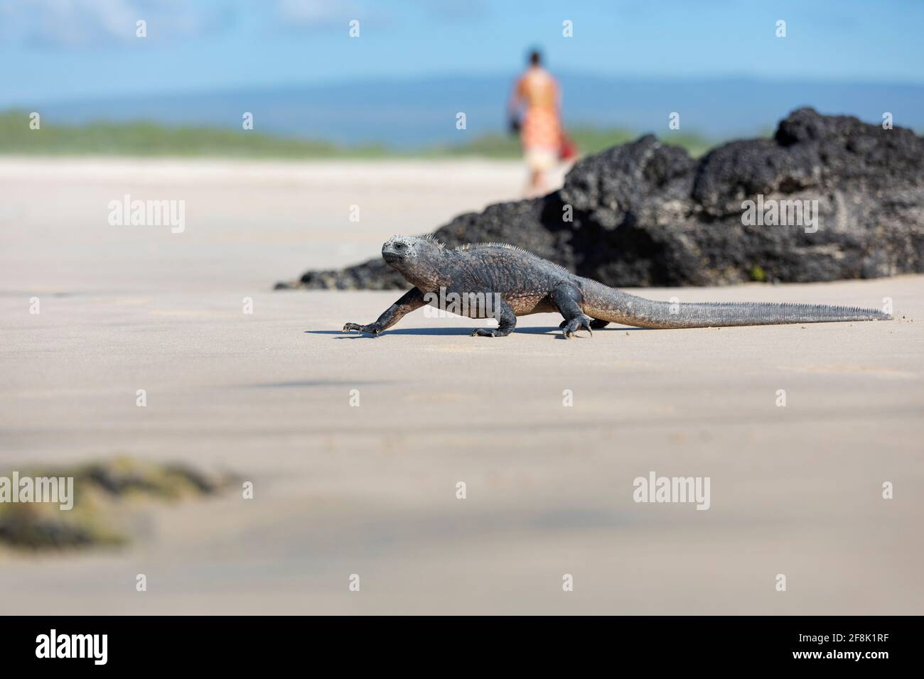 Galapagos marine iguana. One of the endemit on islands. It looks like ...