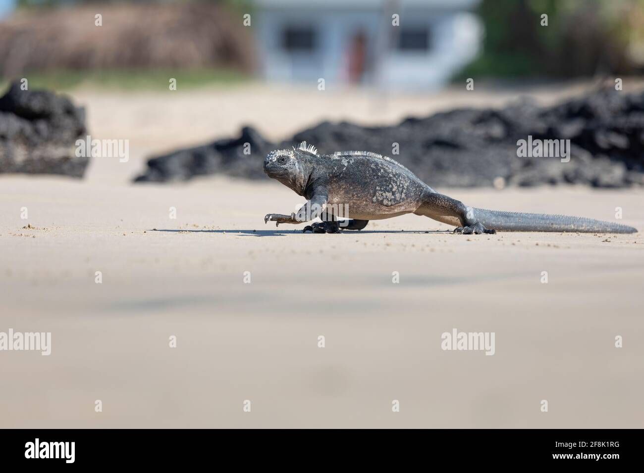 Galapagos marine iguana. One of the endemit on islands. It looks like ...
