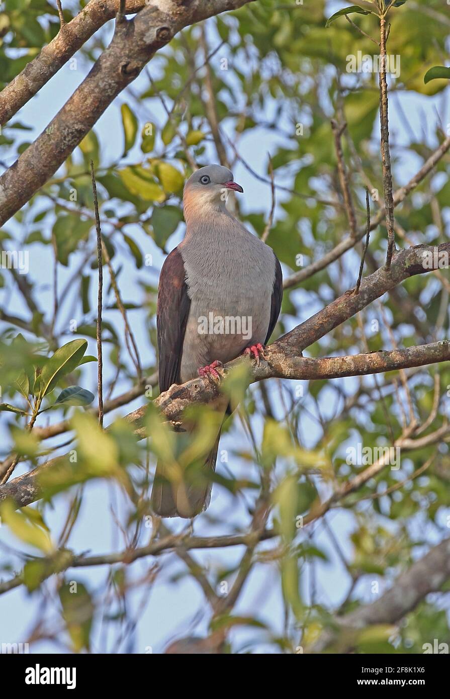 Mountain Imperial-pigeon (Ducula badia griseicapilla) adult perched on ...