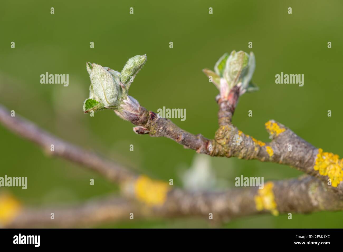 Macro shot of an apple branch where the buds are at the green cluster ...