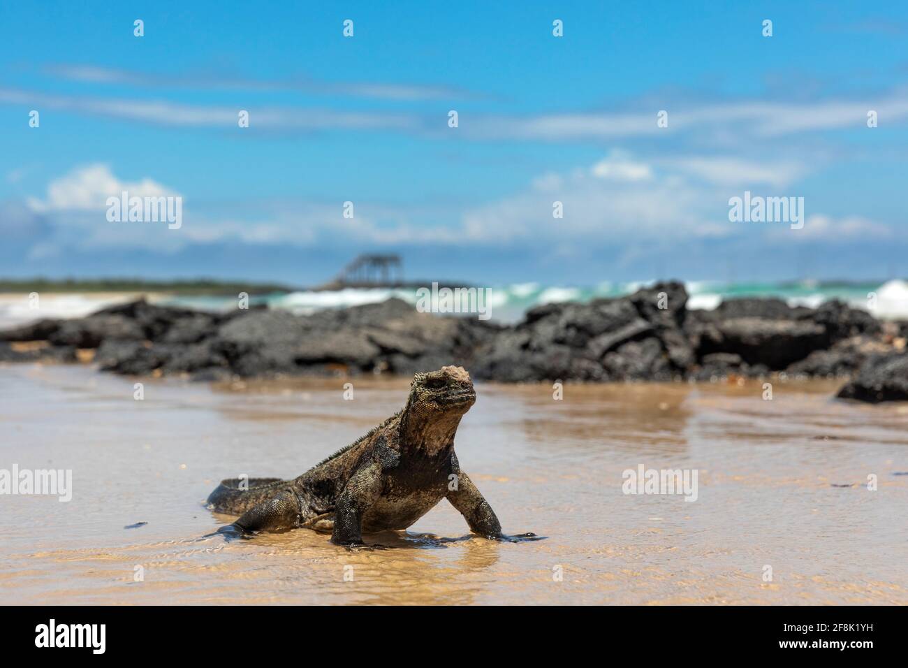 Galapagos marine iguana. One of the endemit on islands. It looks like ...