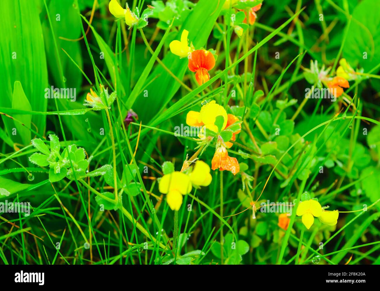 Selective focus meadow flowers, beautiful fresh morning with dew on ...