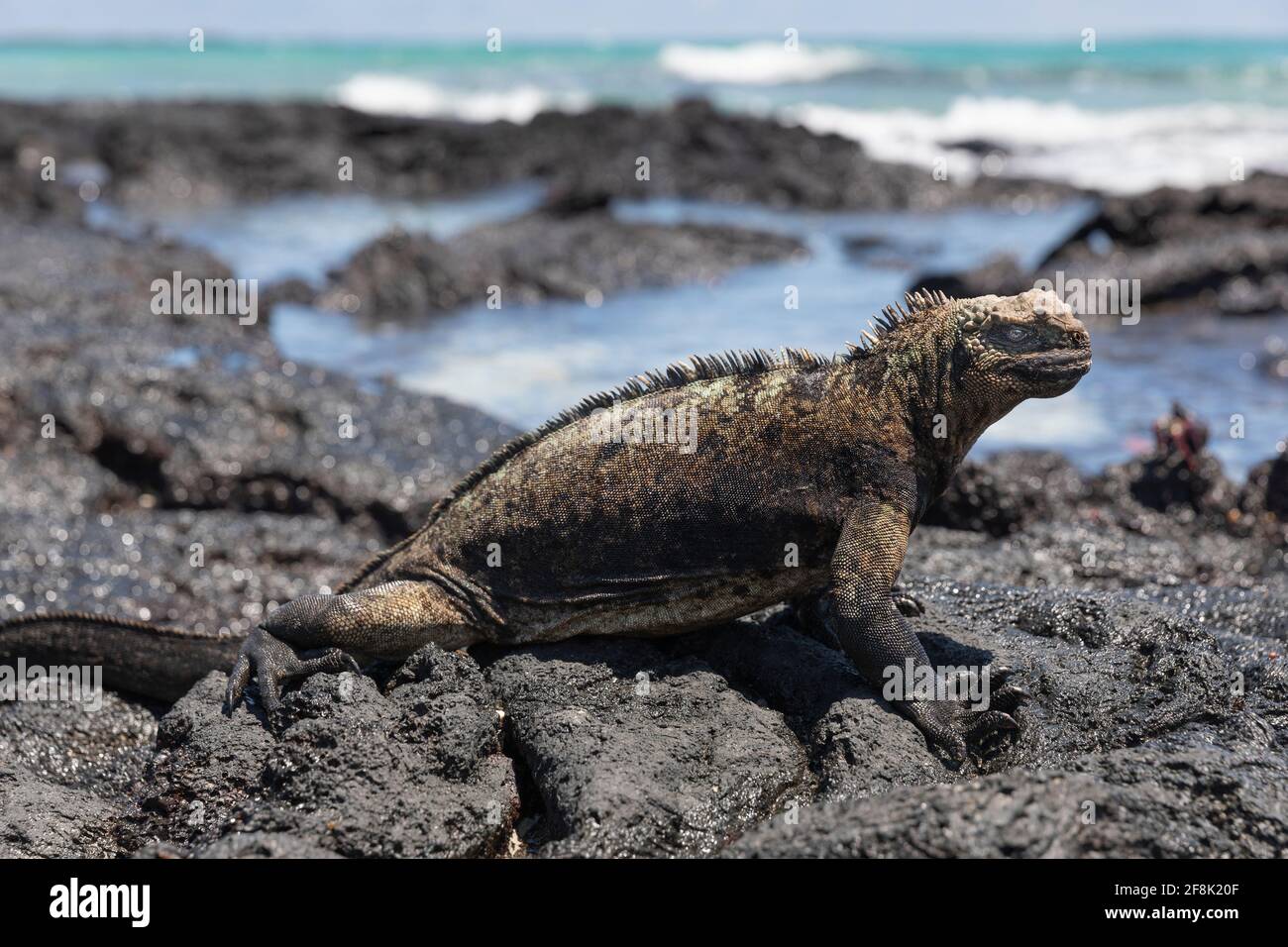 Galapagos marine iguana. One of the endemit on islands. It looks like ...