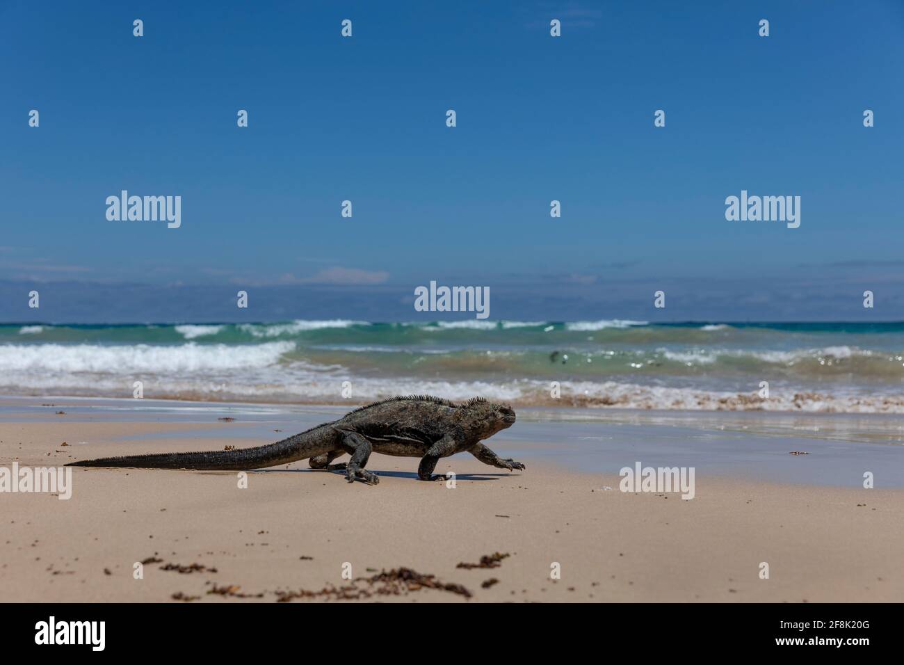 Galapagos marine iguana. One of the endemit on islands. It looks like ...