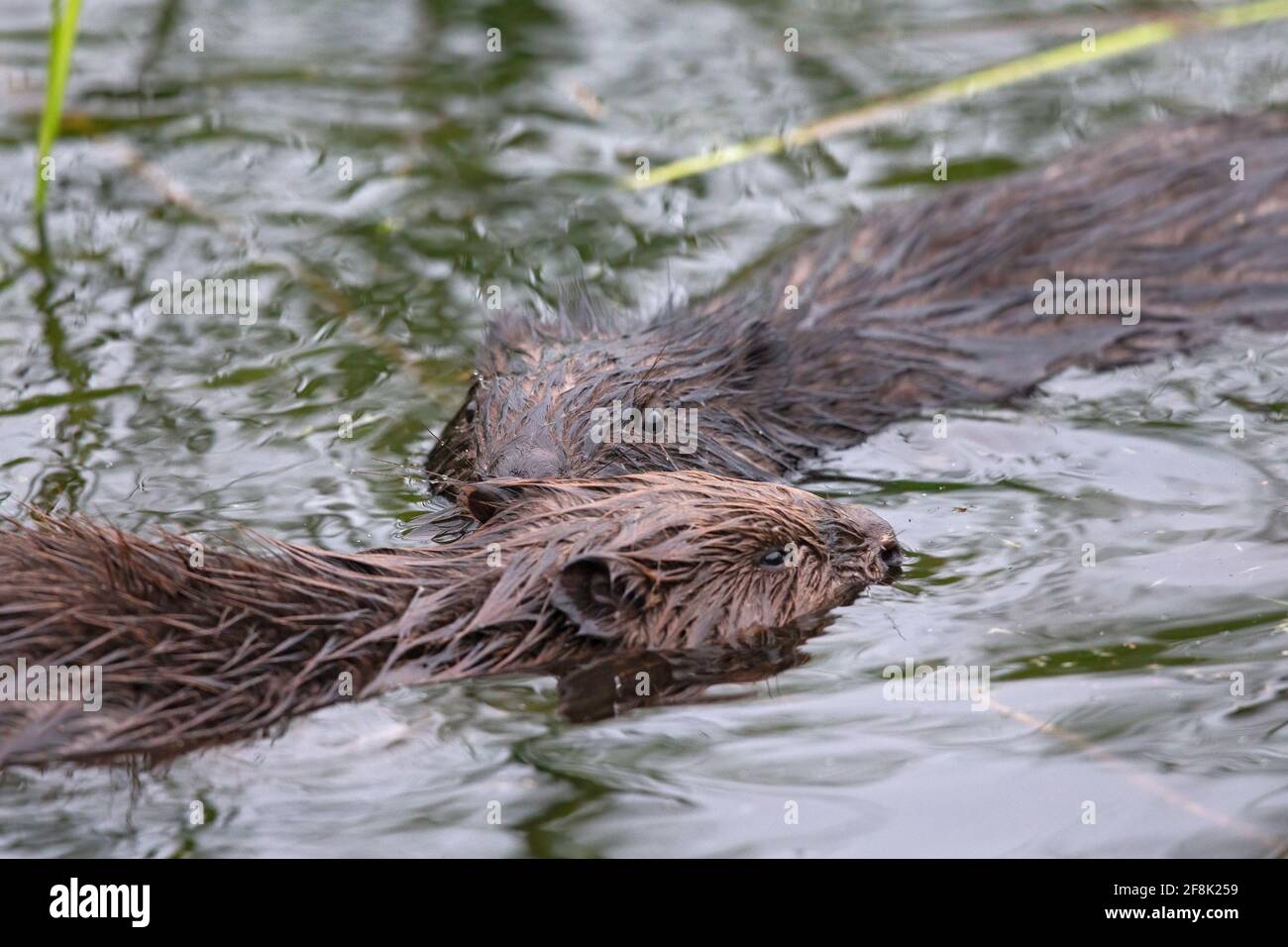 Beavers swimming hi-res stock photography and images - Alamy