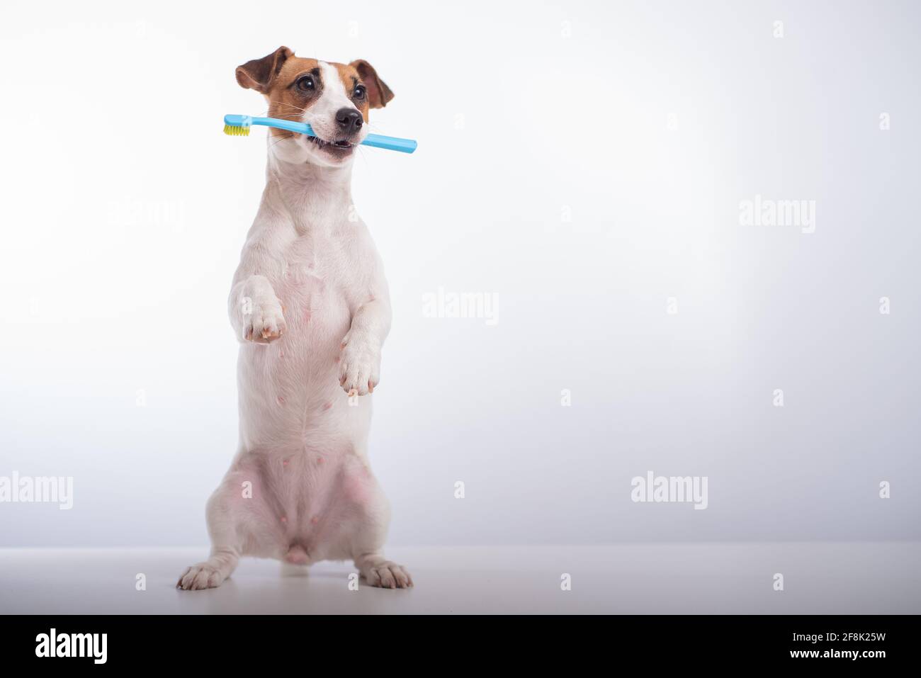 Is A Jack Russell A Smart Dog