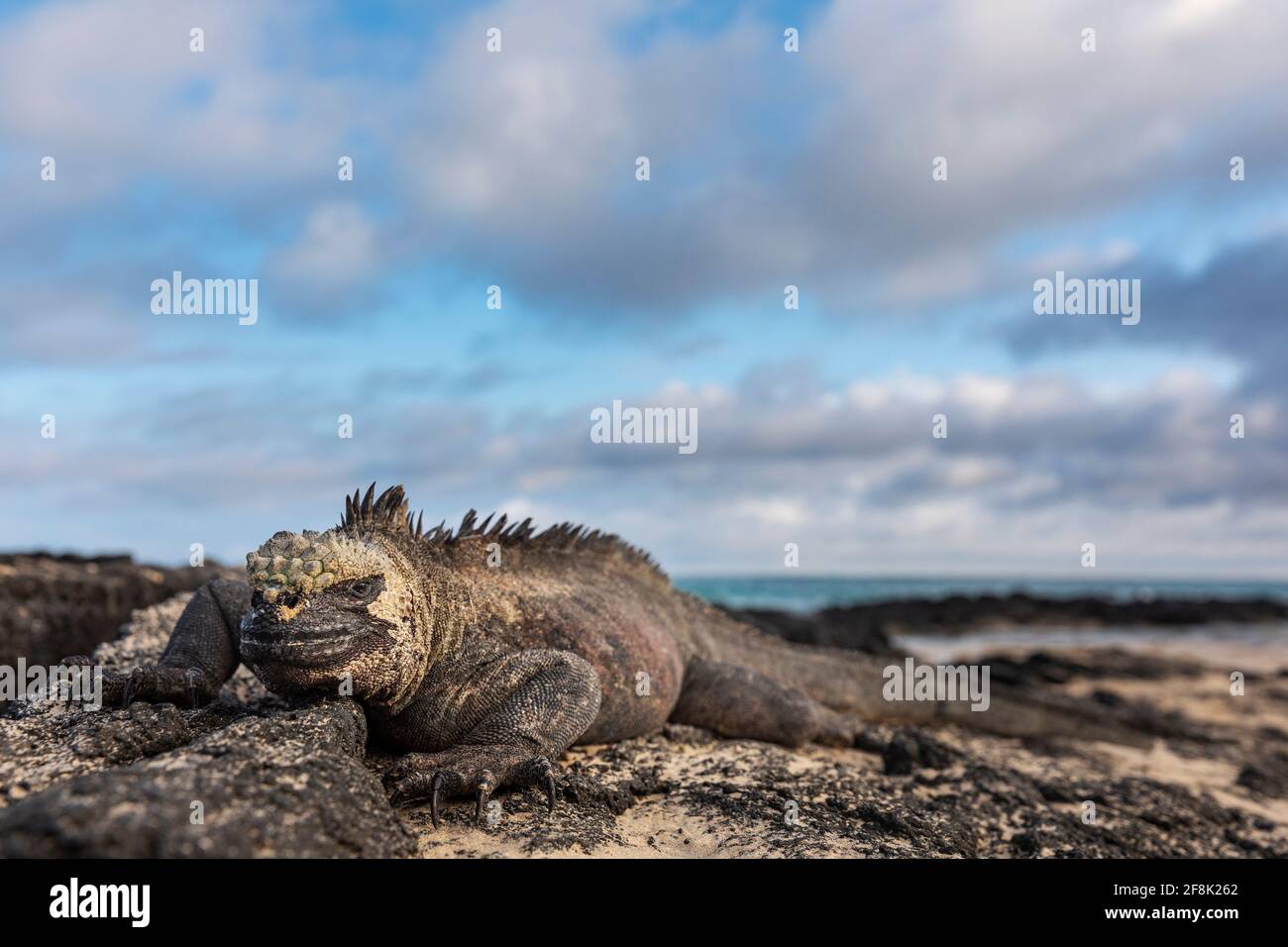 Galapagos marine iguana. One of the endemit on islands. It looks like ...