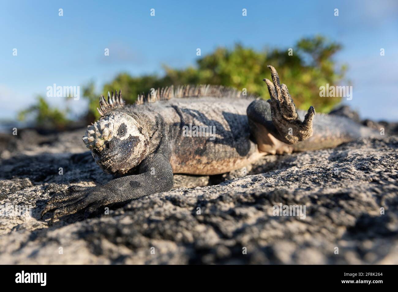 Galapagos marine iguana. One of the endemit on islands. It looks like ...