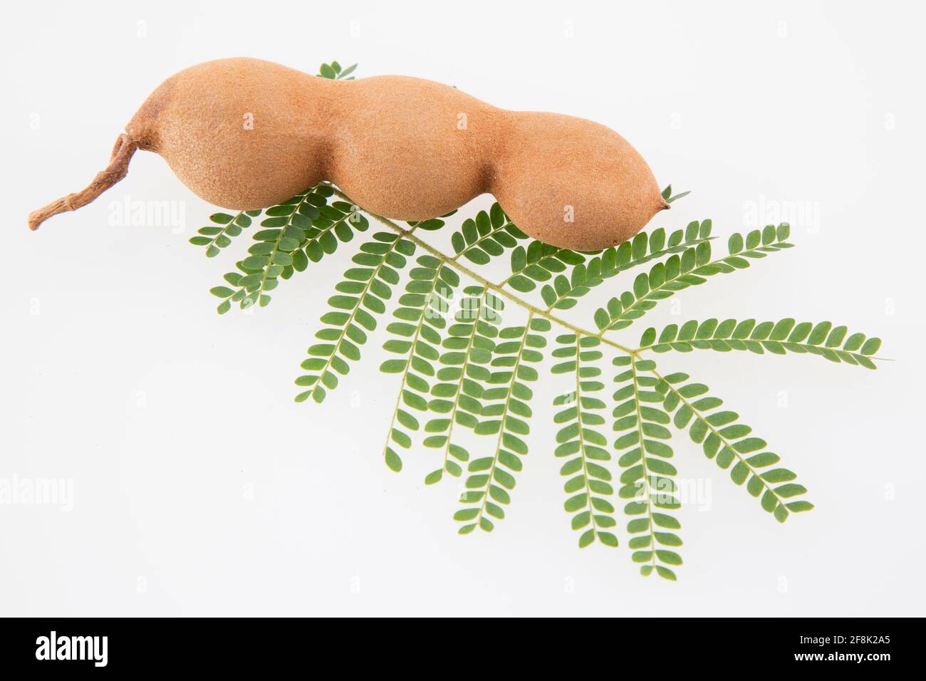 Tamarind tropical fruit - Tamarindus indica Stock Photo - Alamy