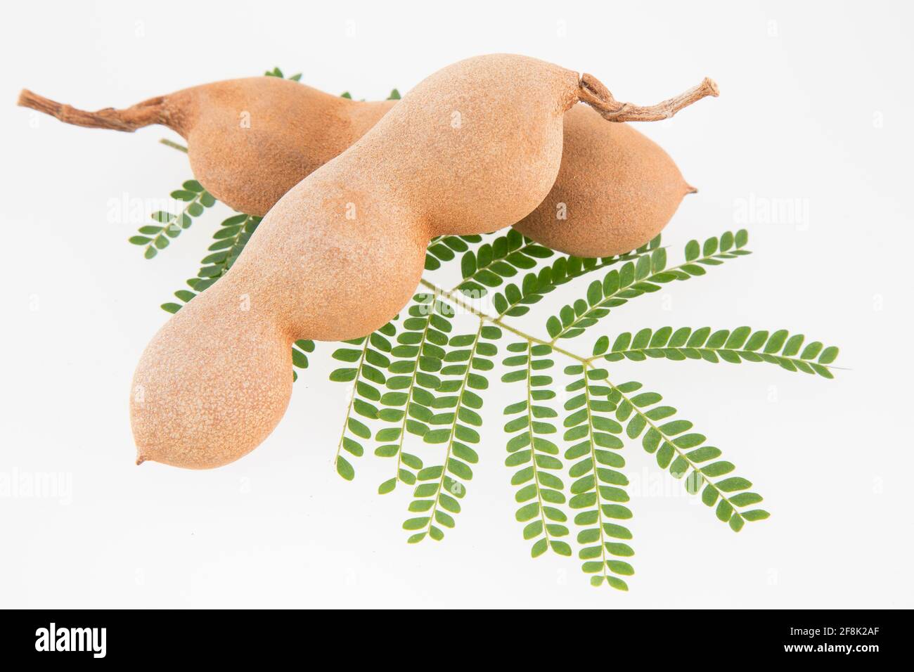 Tamarind tropical fruit - Tamarindus indica Stock Photo - Alamy