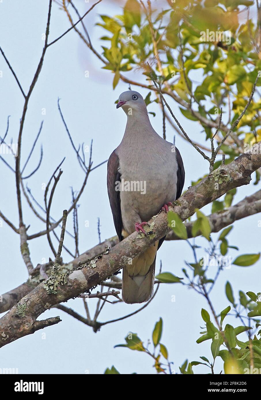 Mountain Imperial-pigeon (Ducula badia griseicapilla) adult perched on ...