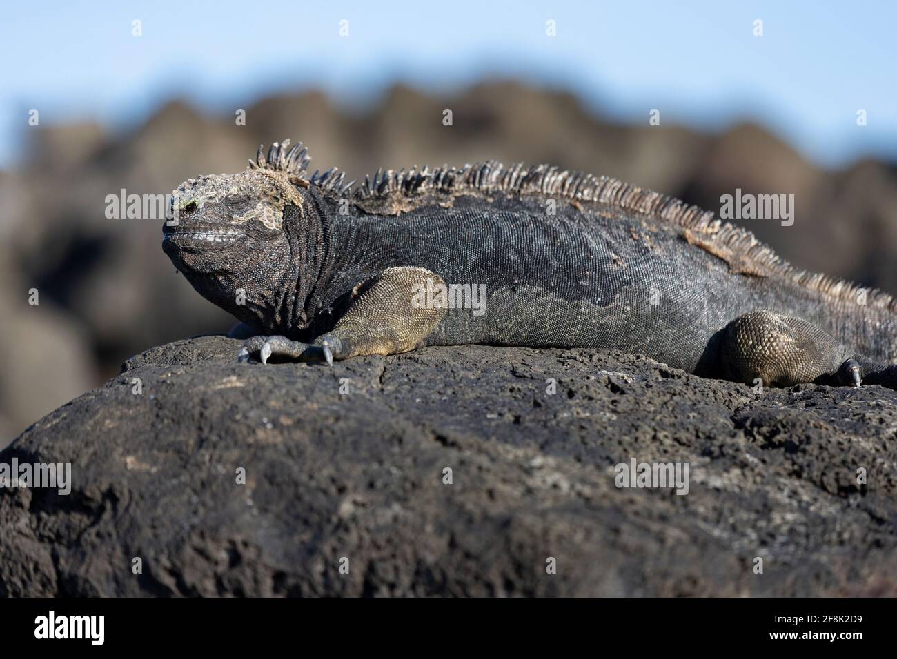 Galapagos marine iguana. One of the endemit on islands. It looks like ...