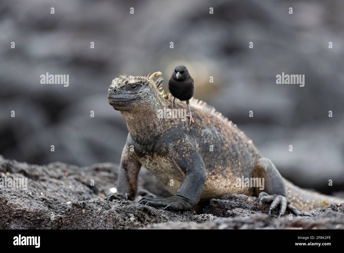 Galapagos marine iguana. One of the endemit on islands. It looks like ...