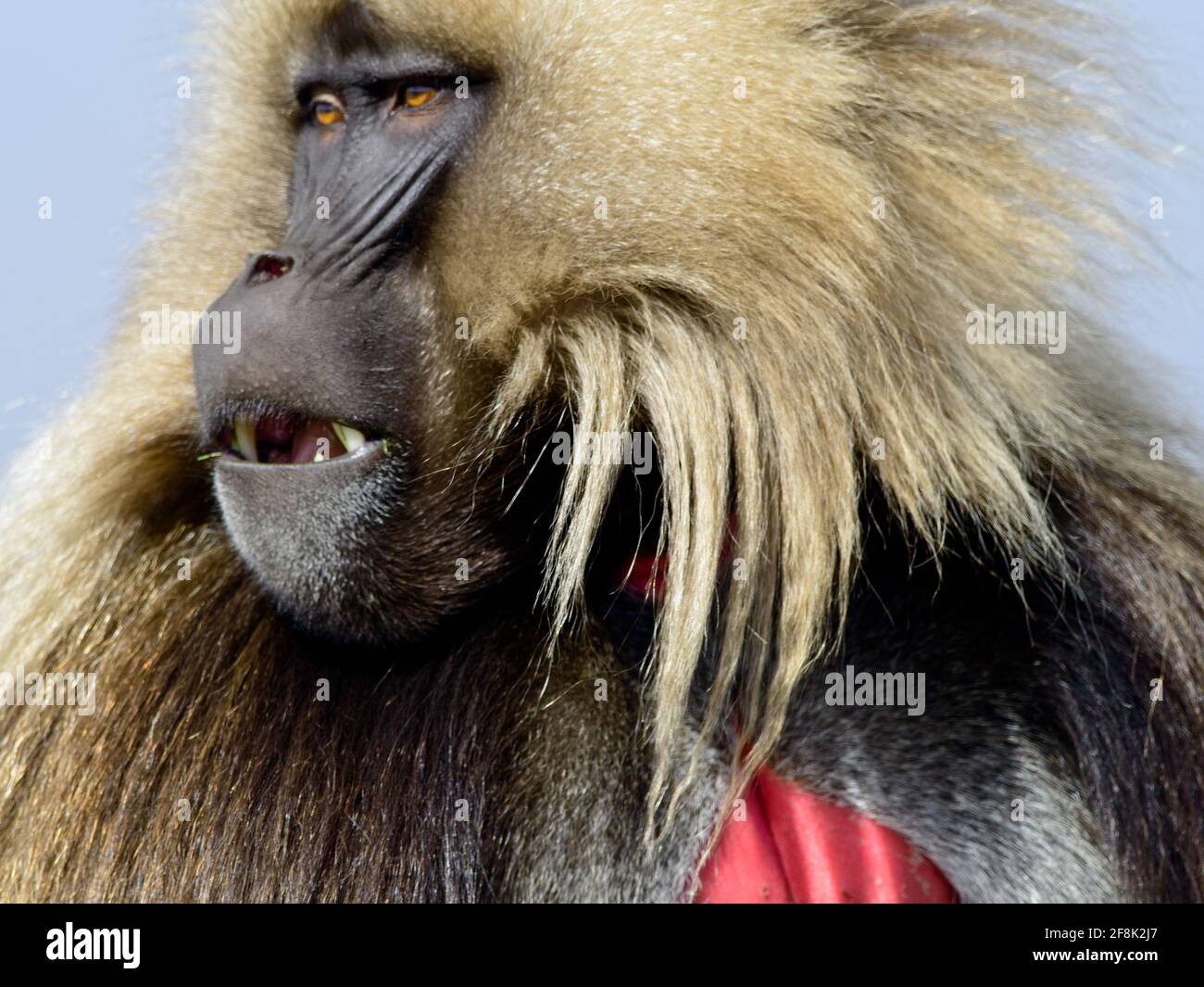 Closeup full face portrait of Gelada Monkey (Theropithecus gelada ...