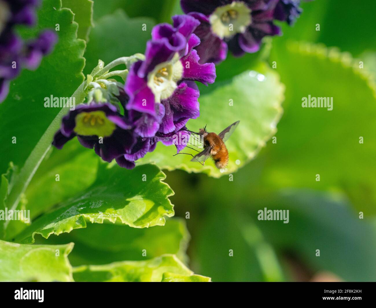 Dark-edged Bee-fly - Bombylius major early April Norfolk Stock Photo ...