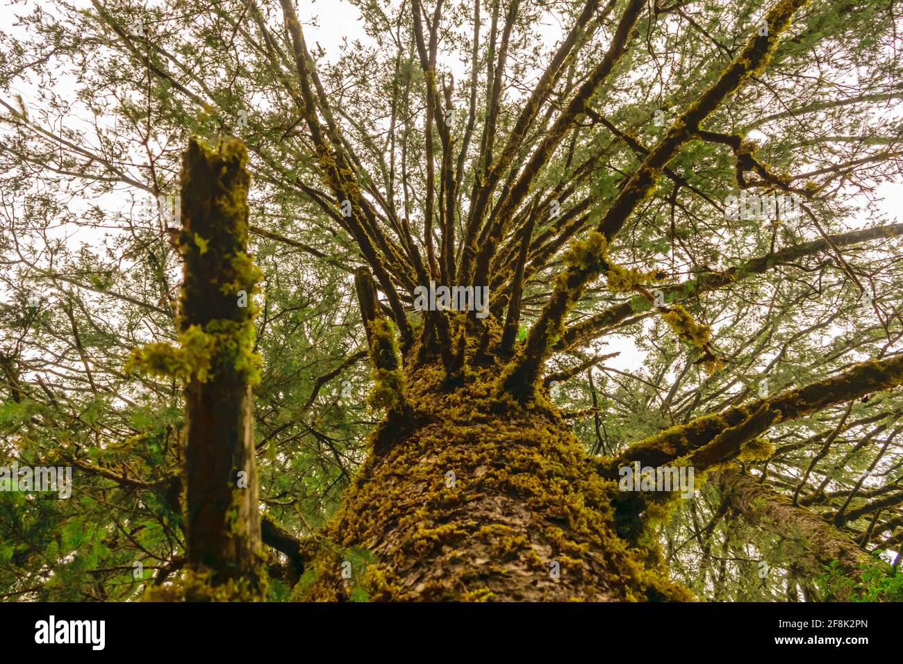 Moist deciduous rainforest hi-res stock photography and images - Alamy