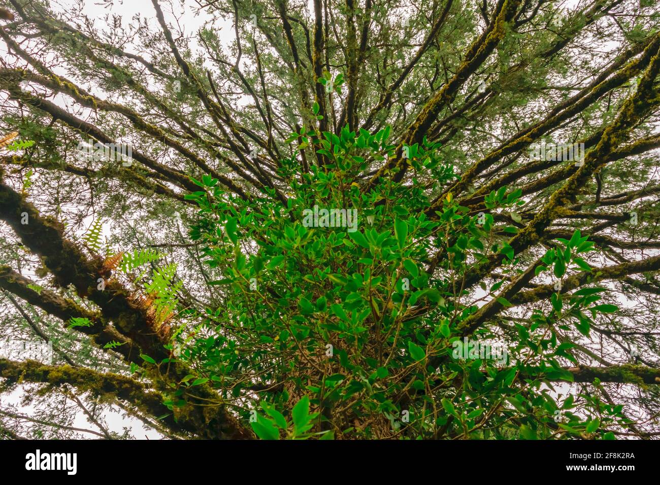 Trees that grow in moist areas hi-res stock photography and images - Alamy