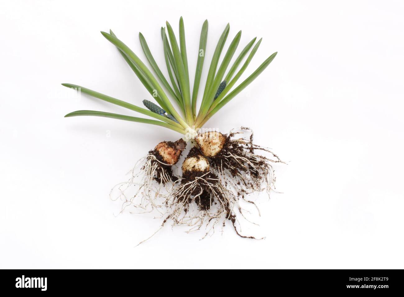 Grape hyacinth roots Cut Out Stock Images & Pictures - Alamy