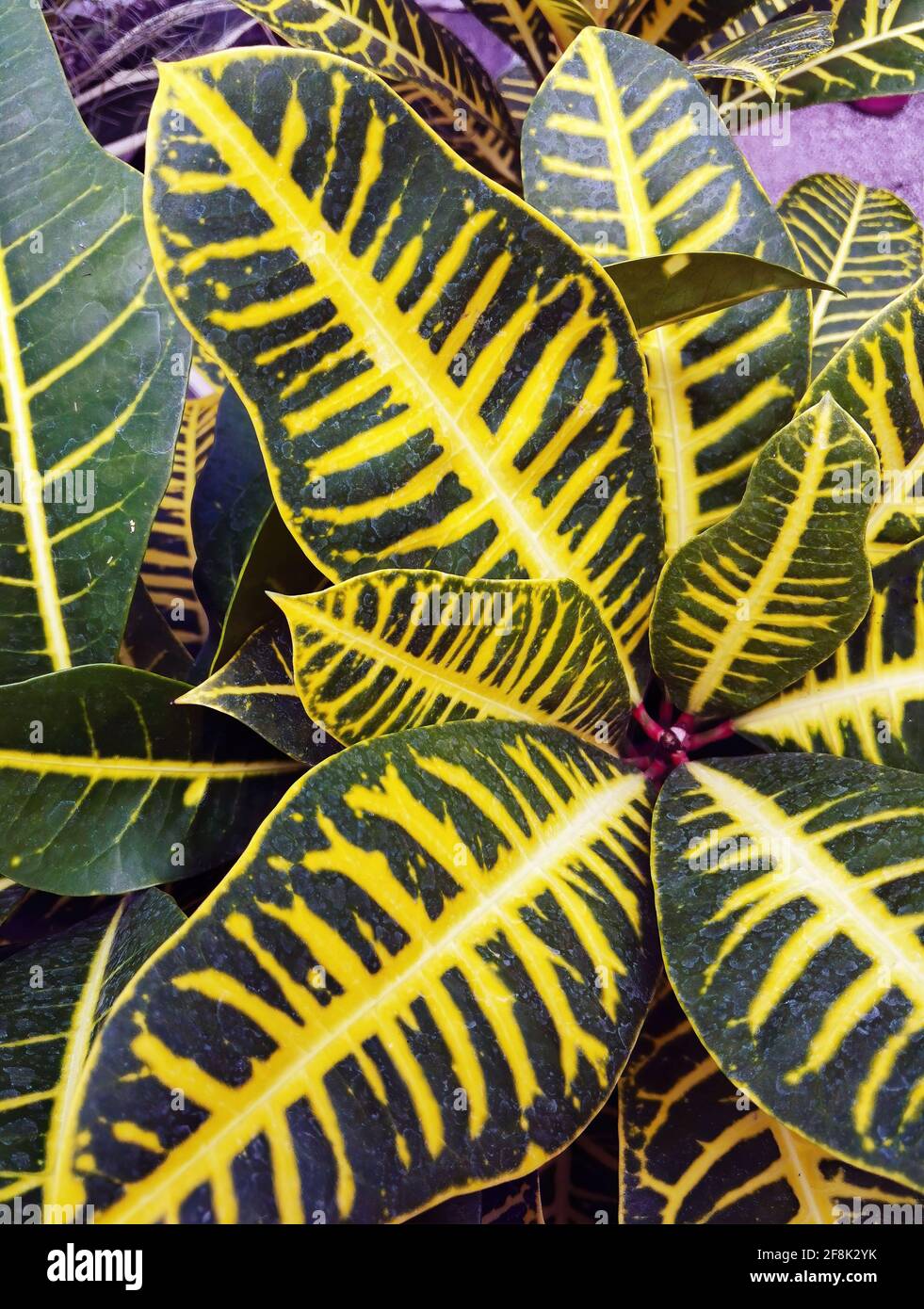 Fire croton the red hi-res stock photography and images - Alamy
