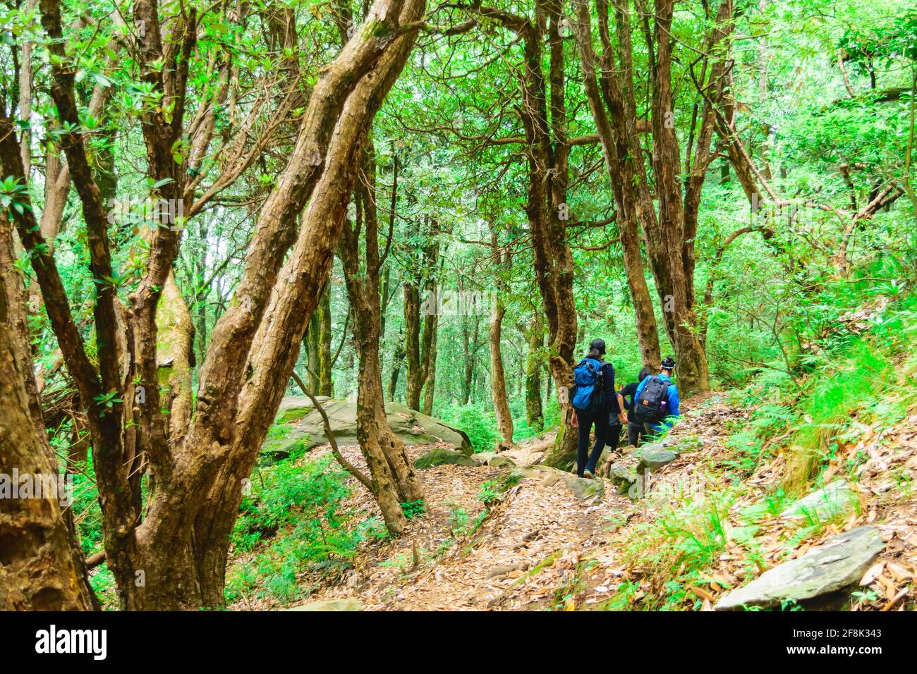 Tropical evergreen forest hi-res stock photography and images - Alamy