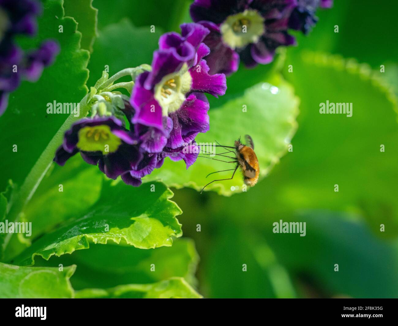 Dark-edged Bee-fly - Bombylius major early April Norfolk Stock Photo ...