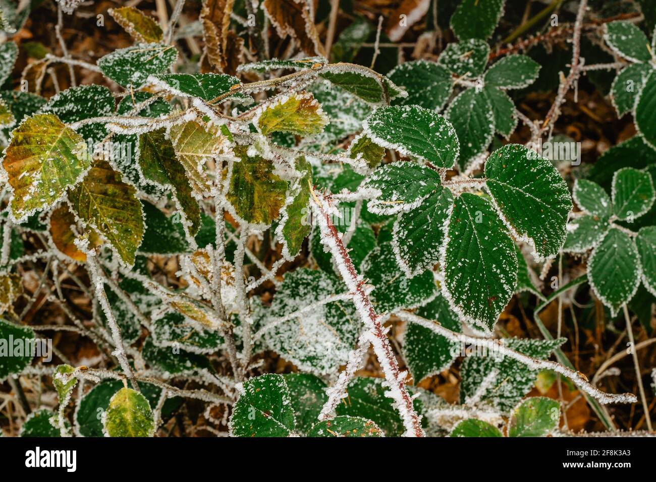 Green frozen leaves background symbolizing cold winter mornings.First ...