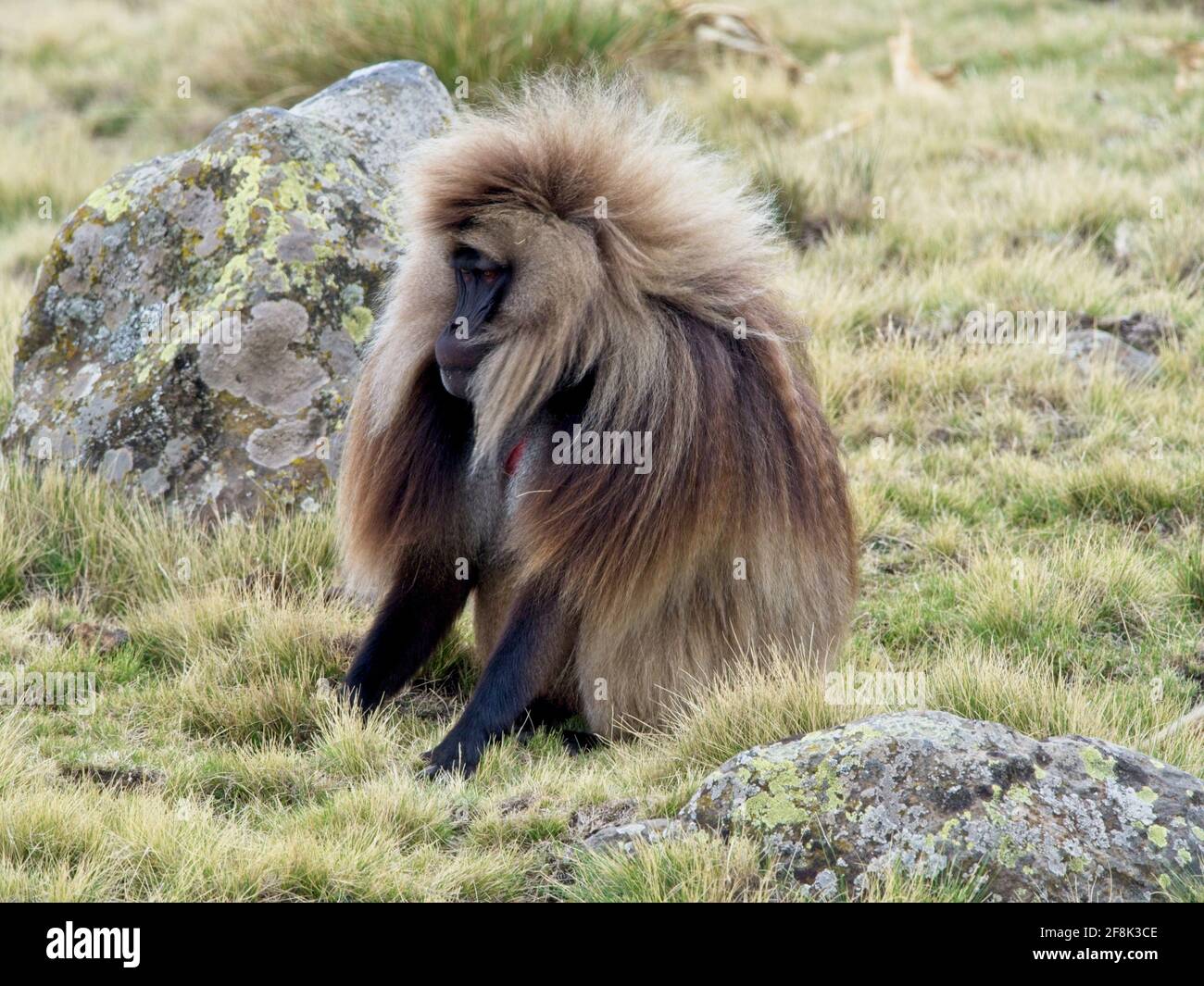 Baby monkey blowing hi-res stock photography and images - Alamy
