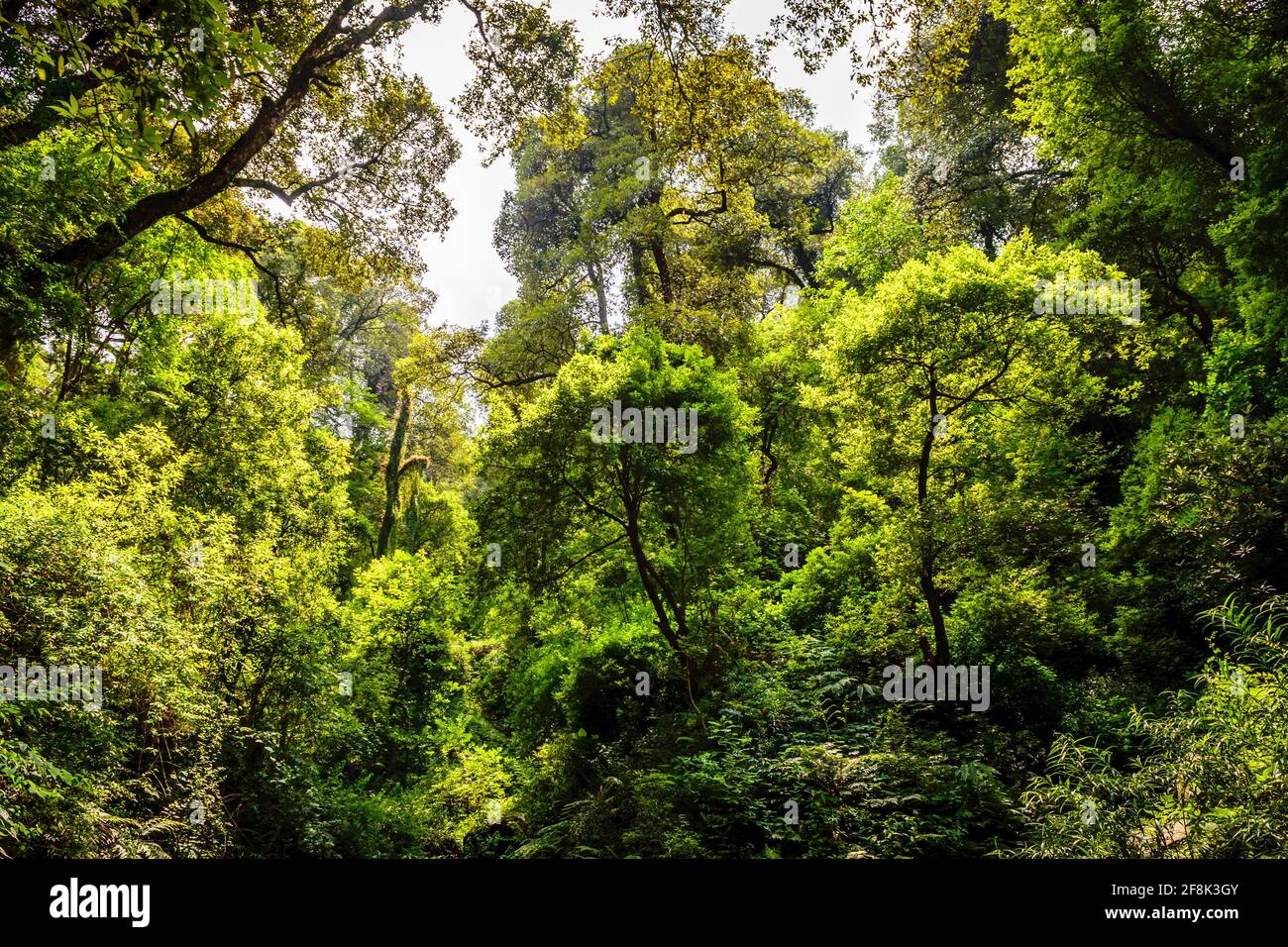 View of Evergreen tropical rainforest where trees covered with moss in ...