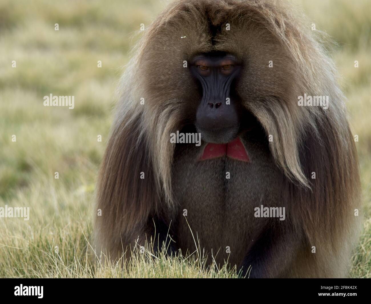 Closeup of Gelada Monkey (Theropithecus gelada) head up grazing in ...
