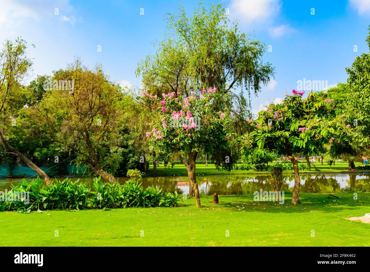 Large deciduous tree hi-res stock photography and images - Alamy