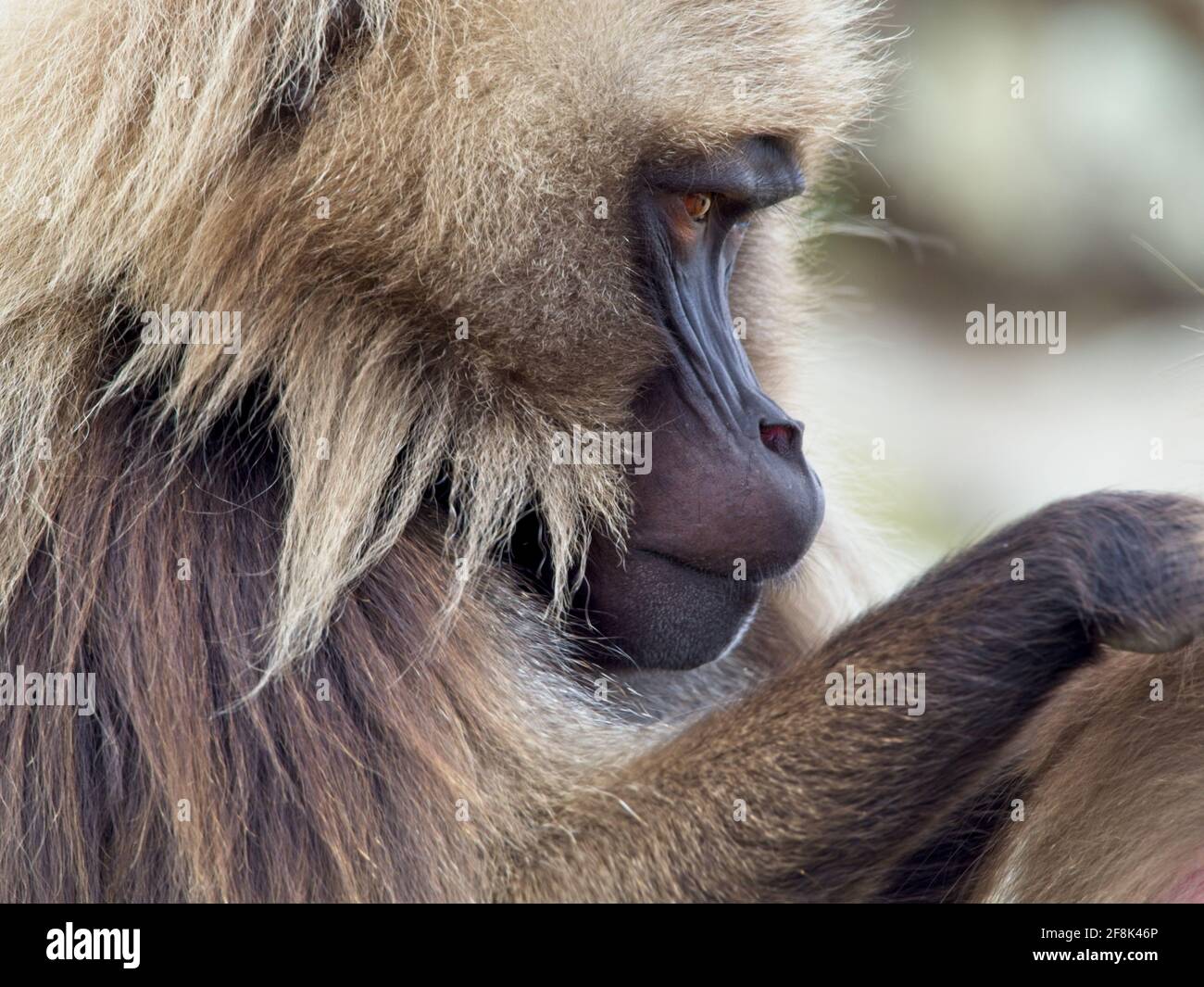 Closeup portrait of Gelada Monkey (Theropithecus gelada) grooming in ...