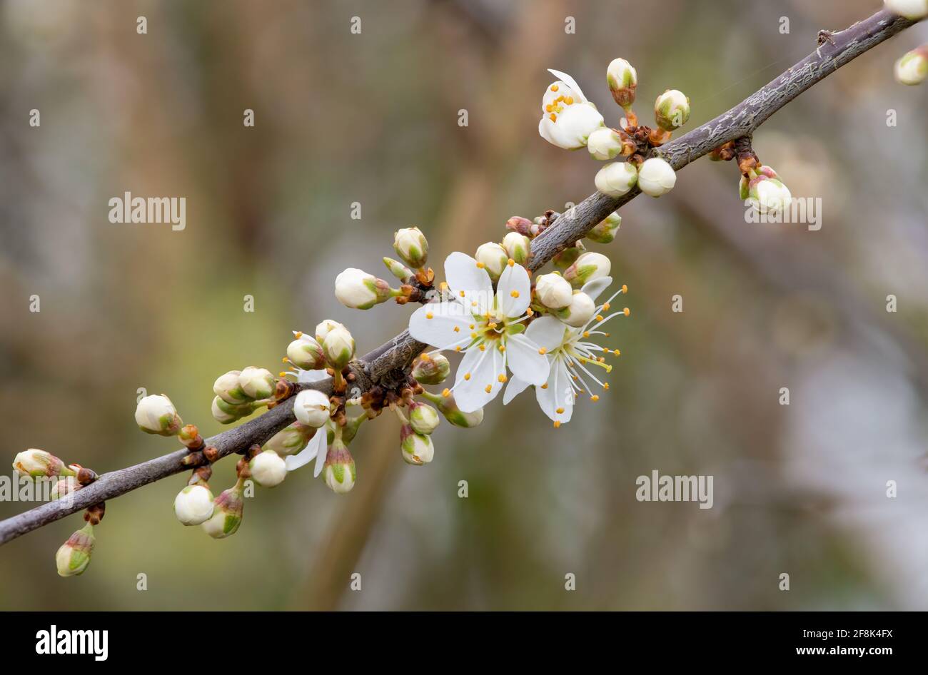 Macro shot of blackthorn (prunus spinosa) blossom in bloom Stock Photo ...