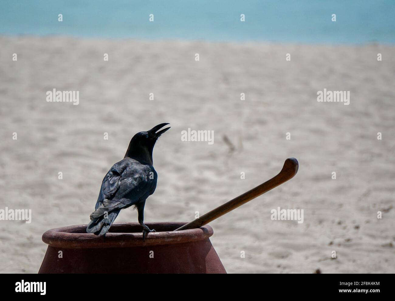 crow on a cauldron on the beach. children's story concept Stock Photo ...