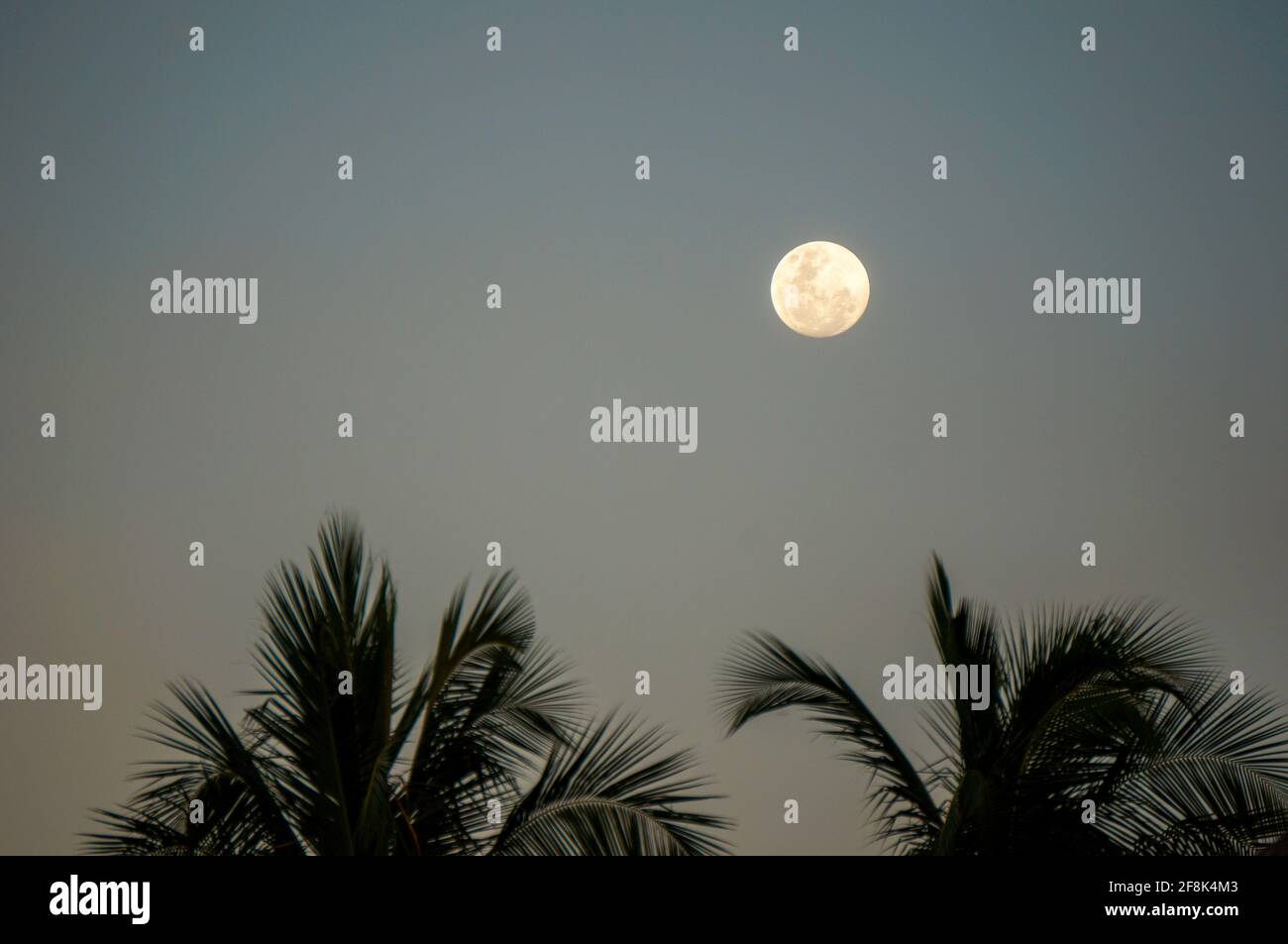 full moon over the palm trees in the maldivian night Stock Photo - Alamy