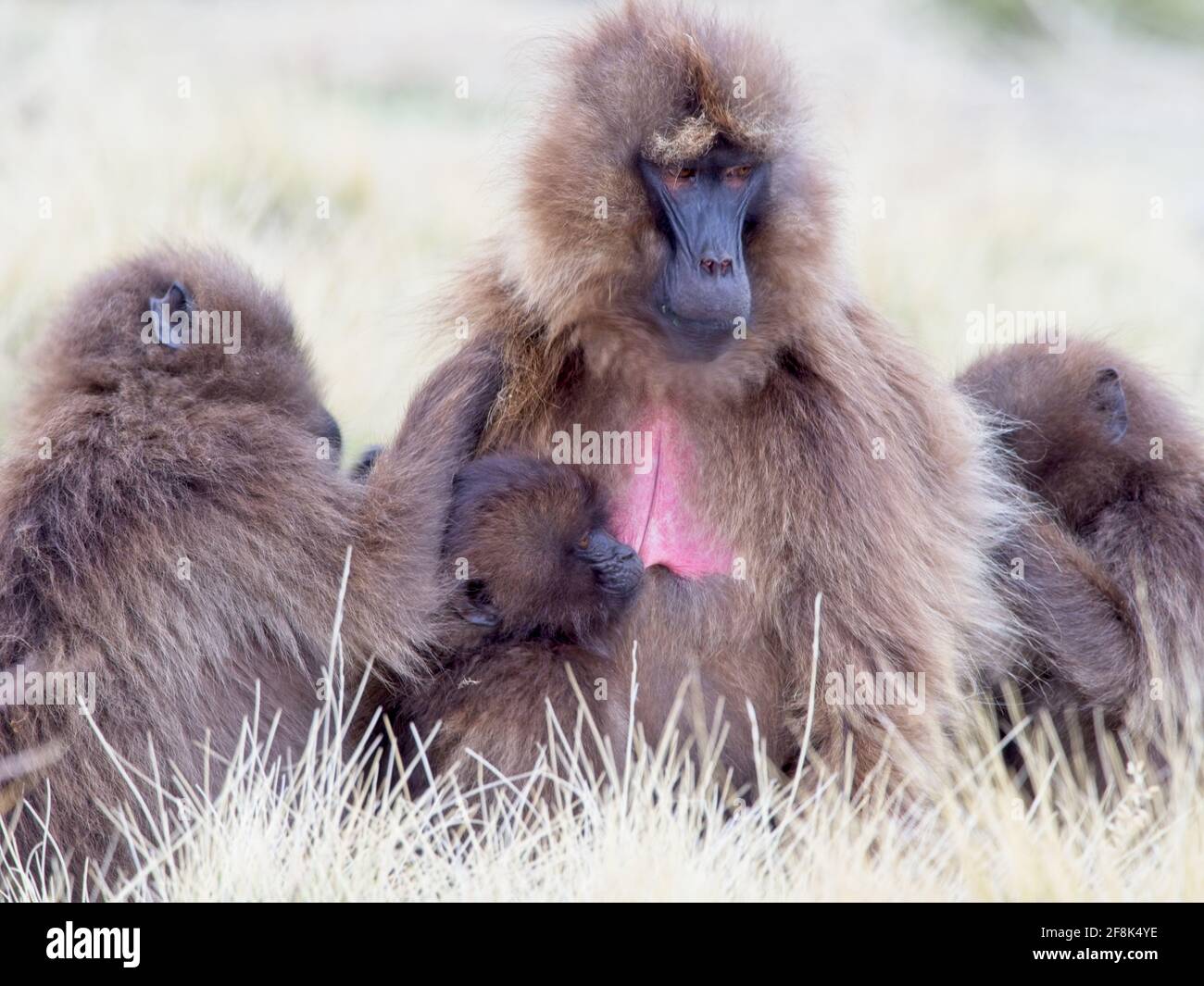 Family portrait of Gelada Monkey (Theropithecus gelada) with baby in ...