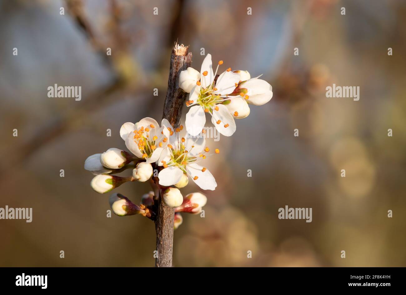 Macro shot of blackthorn (prunus spinosa) blossom in bloom Stock Photo ...
