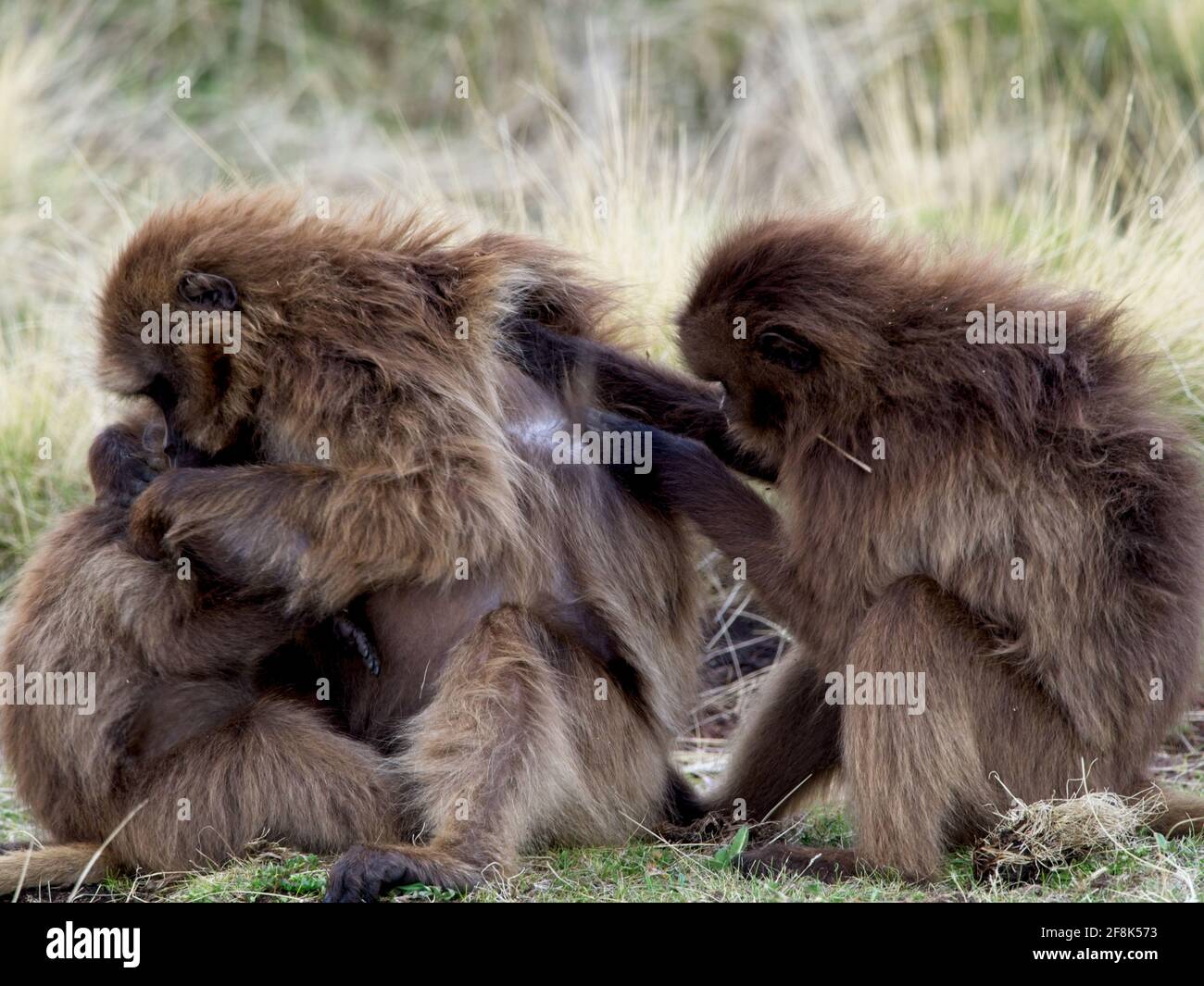 Family portrait of Gelada Monkey (Theropithecus gelada) grooming in ...