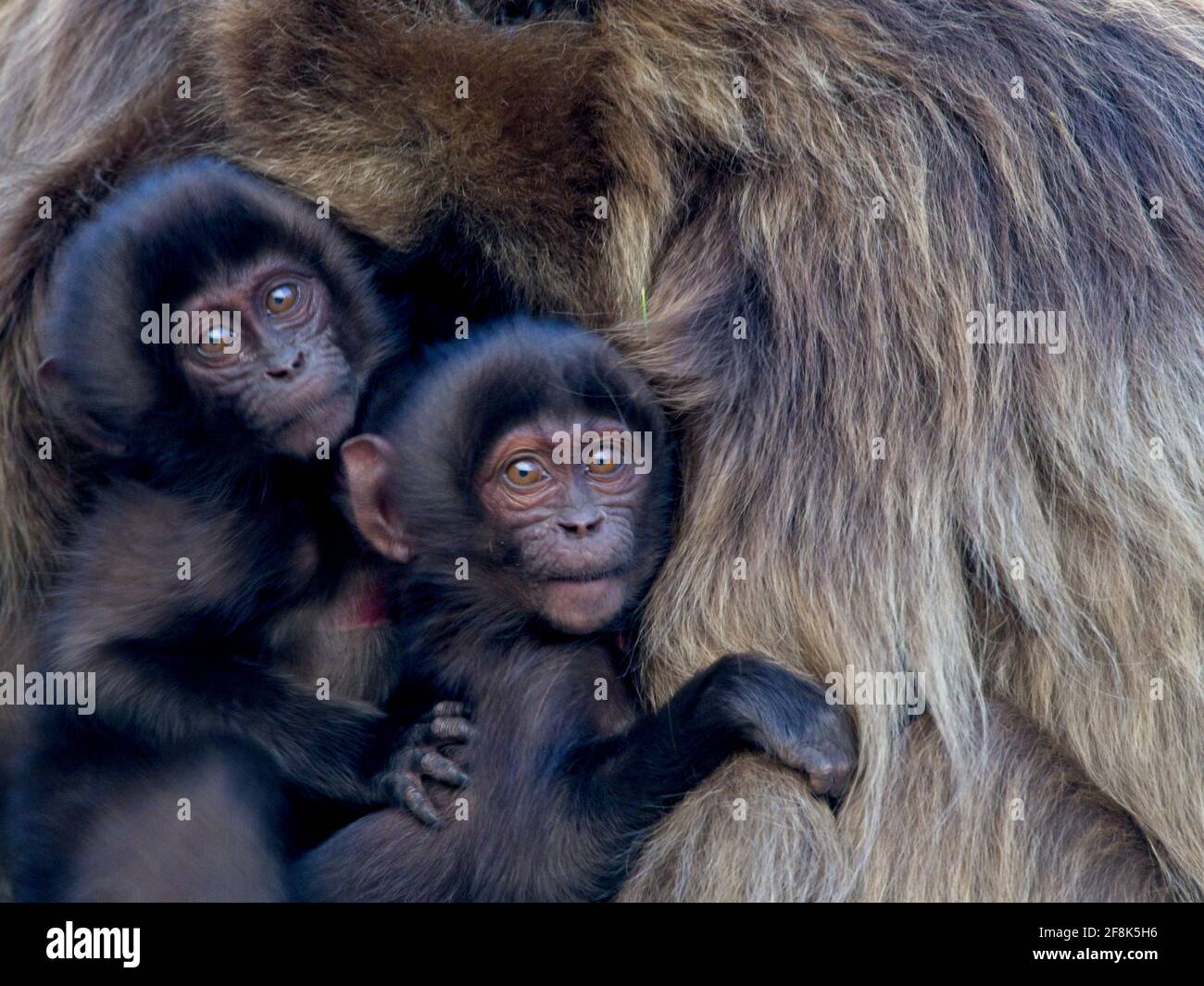 Portrait of two baby Gelada Monkey (Theropithecus gelada) with mother ...
