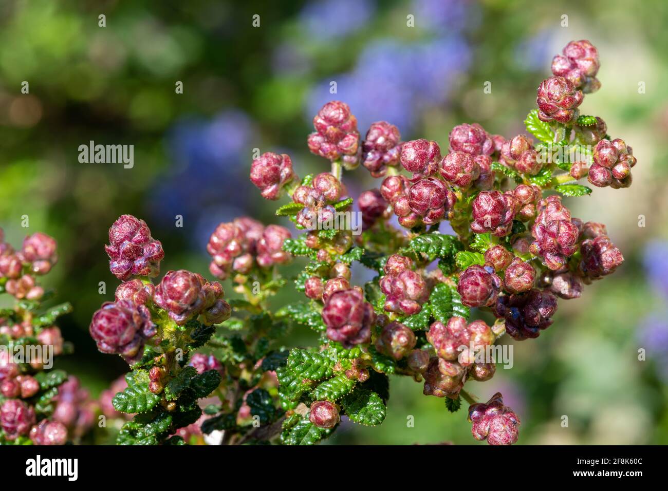 Close up of buds on a California lilac (ceanothus) shrub Stock Photo ...