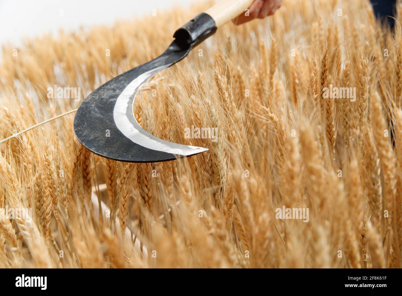 Farmers harvest wheat with a sickle Stock Photo - Alamy