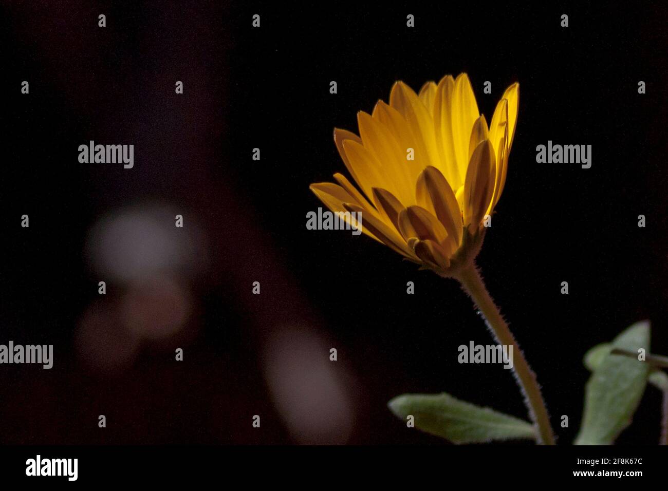 Spring beauty flower hi-res stock photography and images - Alamy