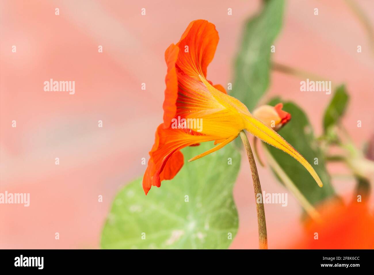 Arancio color hi-res stock photography and images - Alamy
